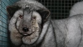 Fur Free Alliance - Working together towards a fur free world