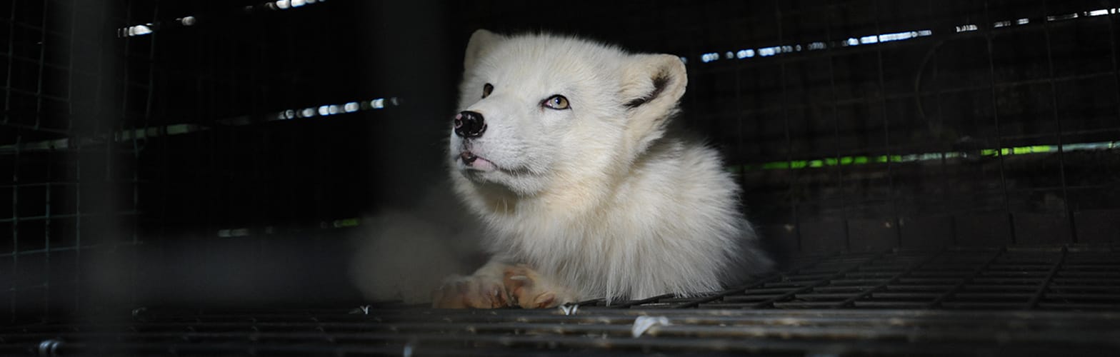 Fur Free Alliance - Working together towards a fur free world