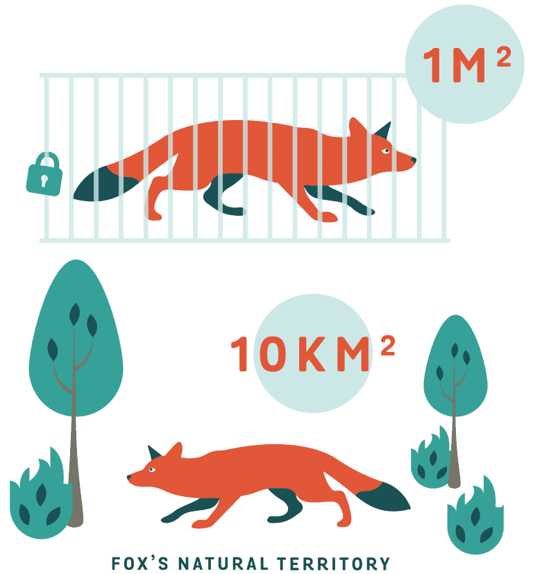 Fur Farming - Animal Welfare Problems