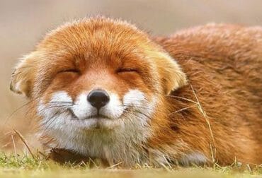 Fur Free Alliance - Working together towards a fur free world