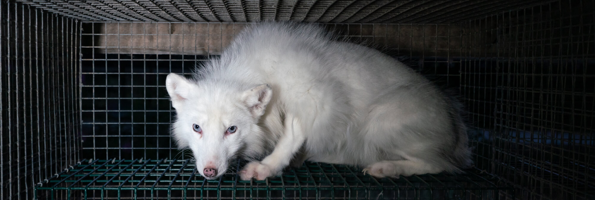 Fur Free Alliance - Working together towards a fur free world