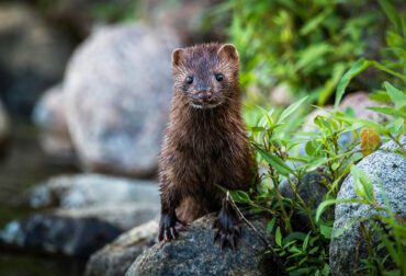 Fur Free Alliance - Working together towards a fur free world